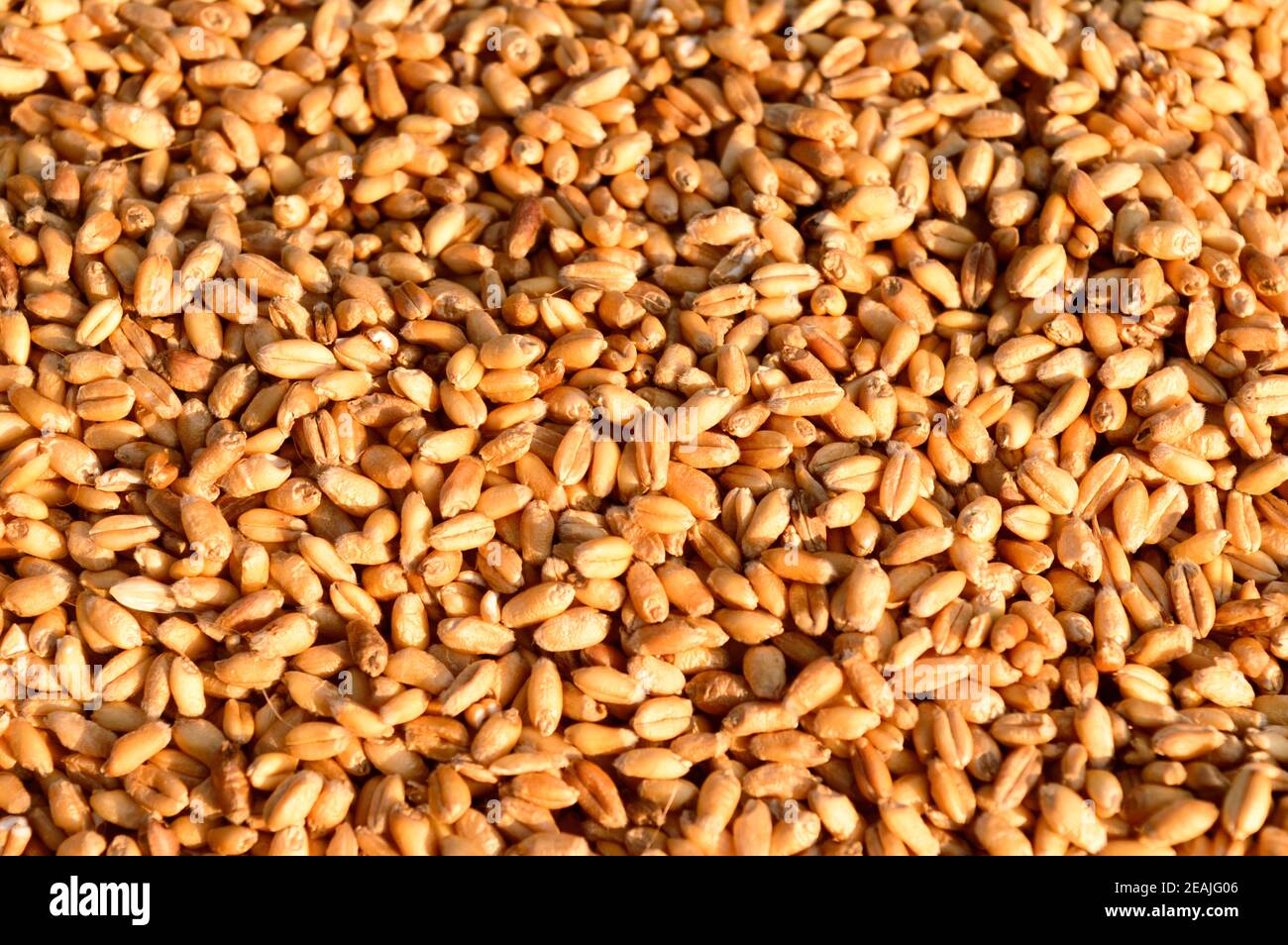 Seamless wheat grain texture pattern in morning sunlight. Natural dry ...