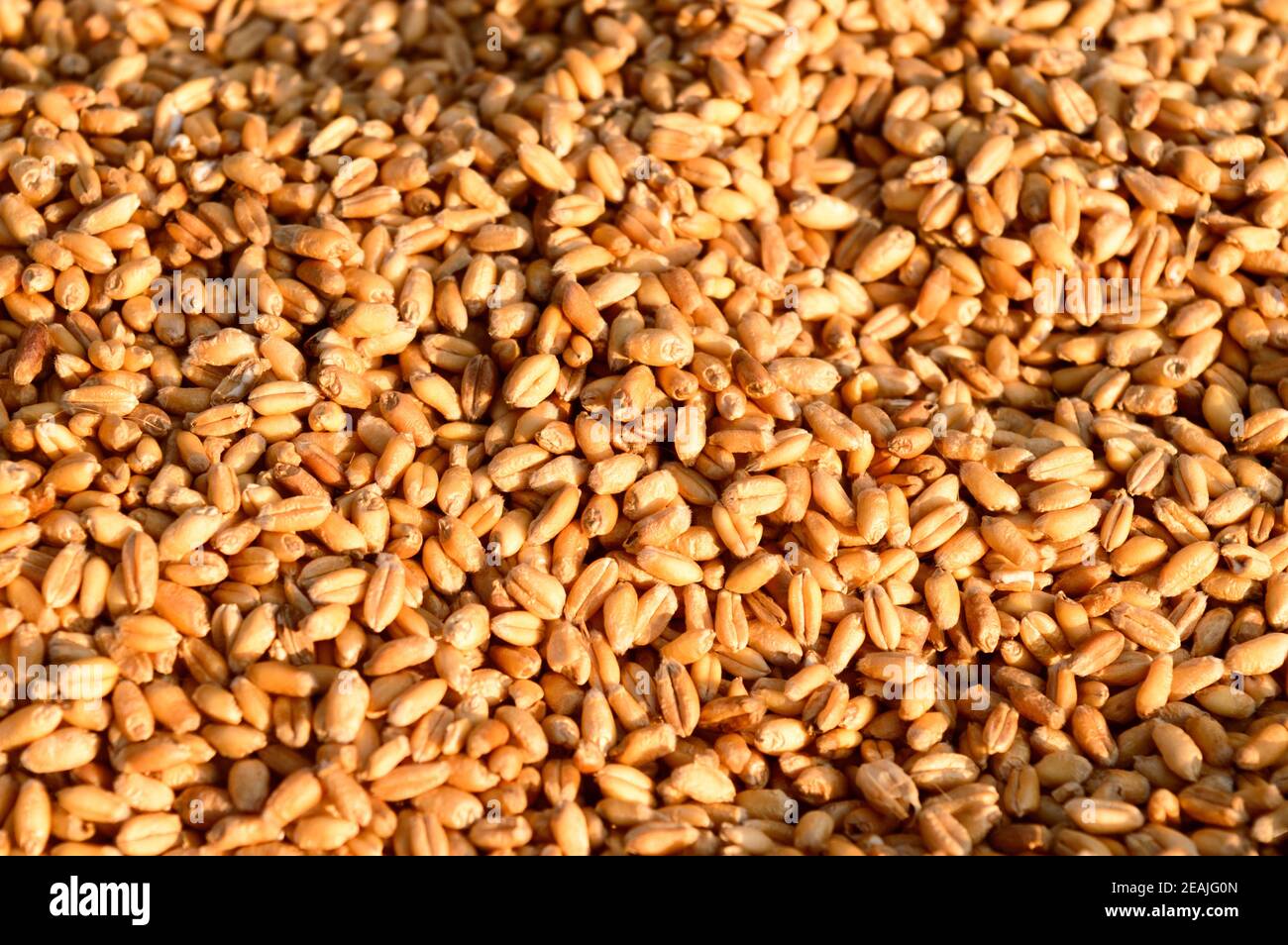 Seamless wheat grain texture pattern in morning sunlight. Natural dry ...