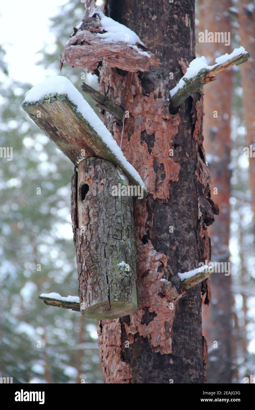 Birdhouse pine tree shelter hi-res stock photography and images - Alamy