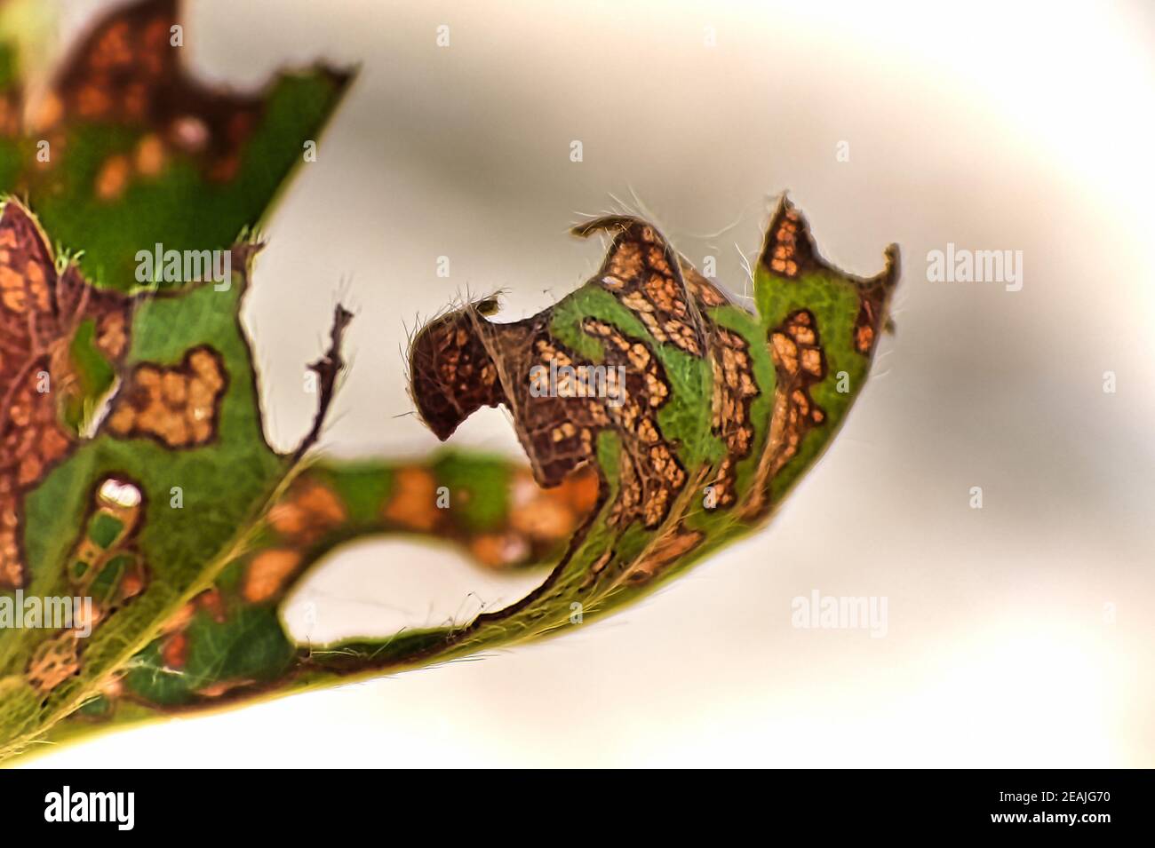 Leaf insect damage hi-res stock photography and images - Alamy