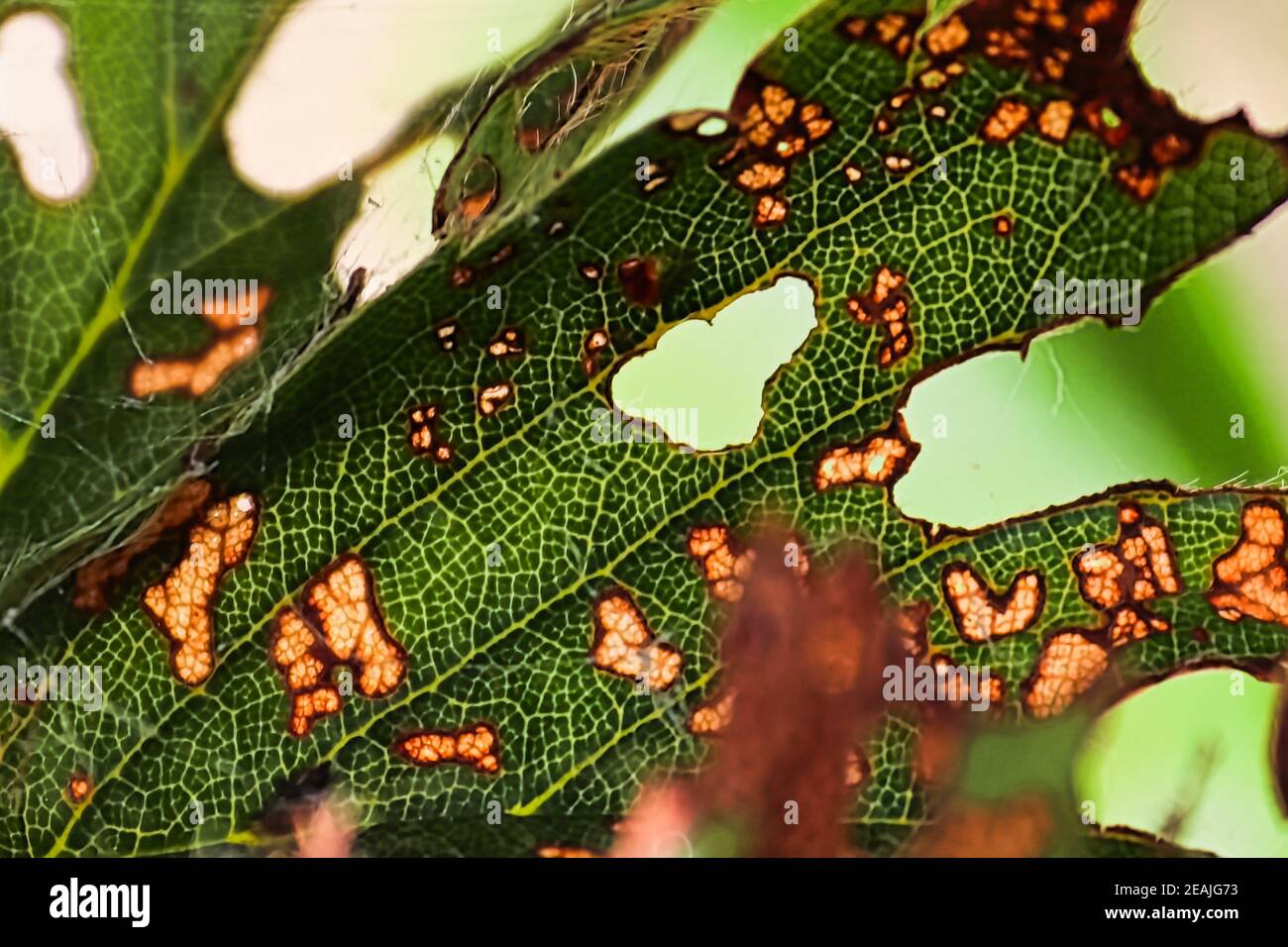 Holes and leaf damage due to insects Stock Photo - Alamy