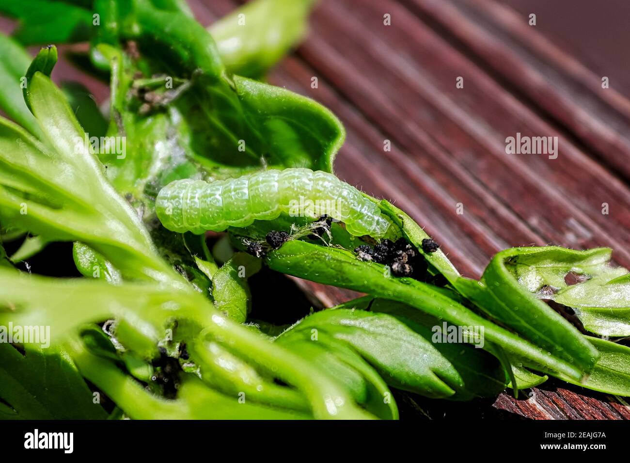 Curled worm hi-res stock photography and images - Alamy