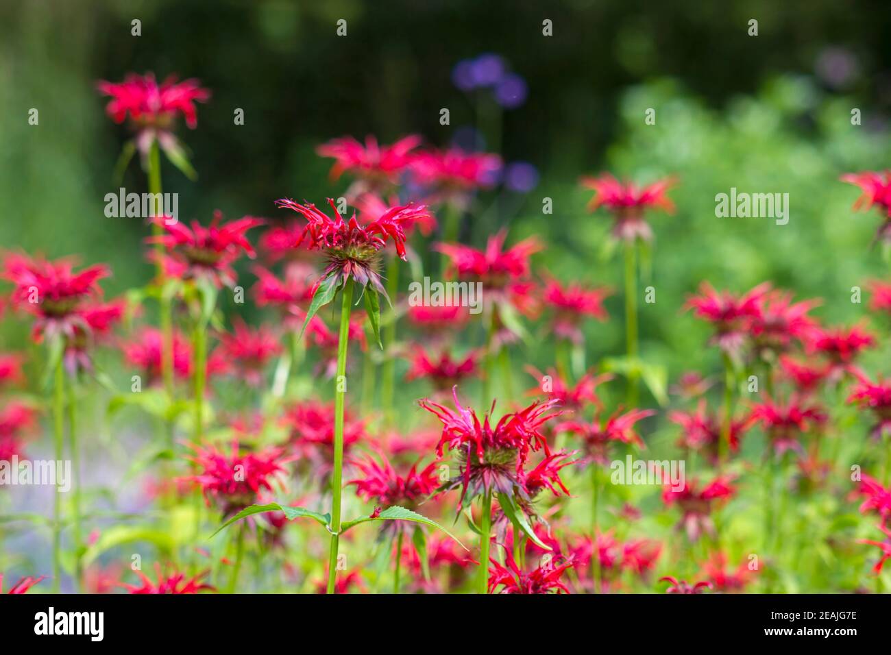 red flowers in a garden Stock Photo - Alamy