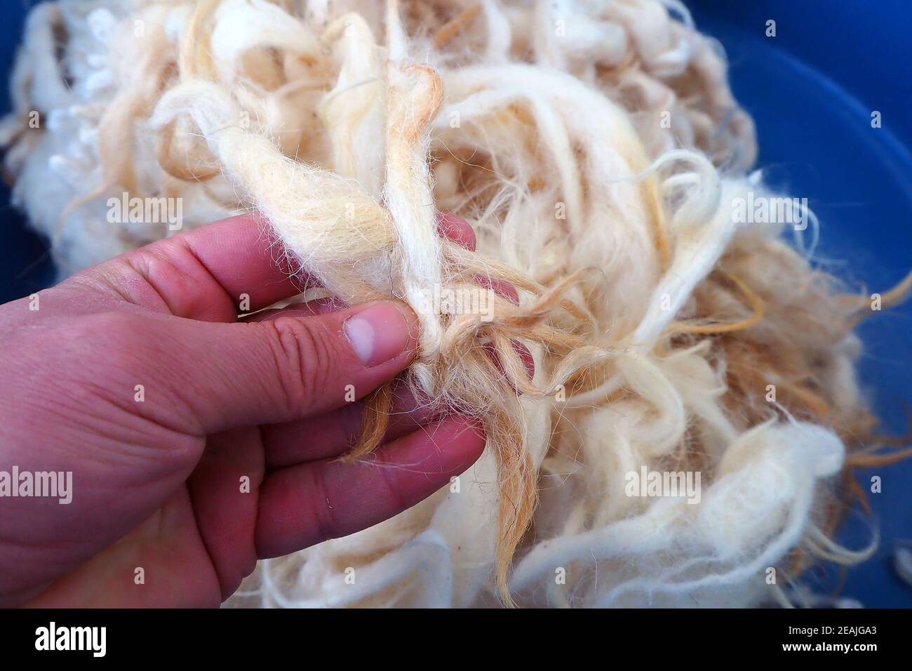clean sheep wool, close-up sheep wool to make a pillow Stock Photo - Alamy