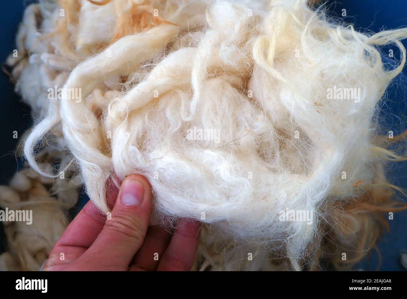 clean, sheep wool, close-up sheep wool, to, make a pillow, wool, sheep ...