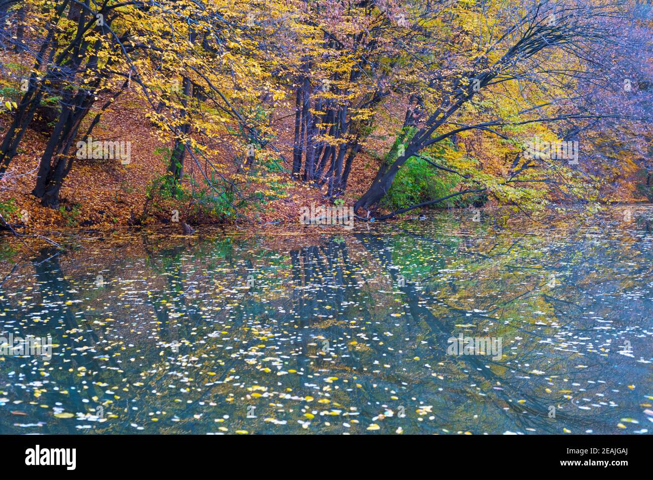 Colorful autumn trees reflection water Stock Photo - Alamy