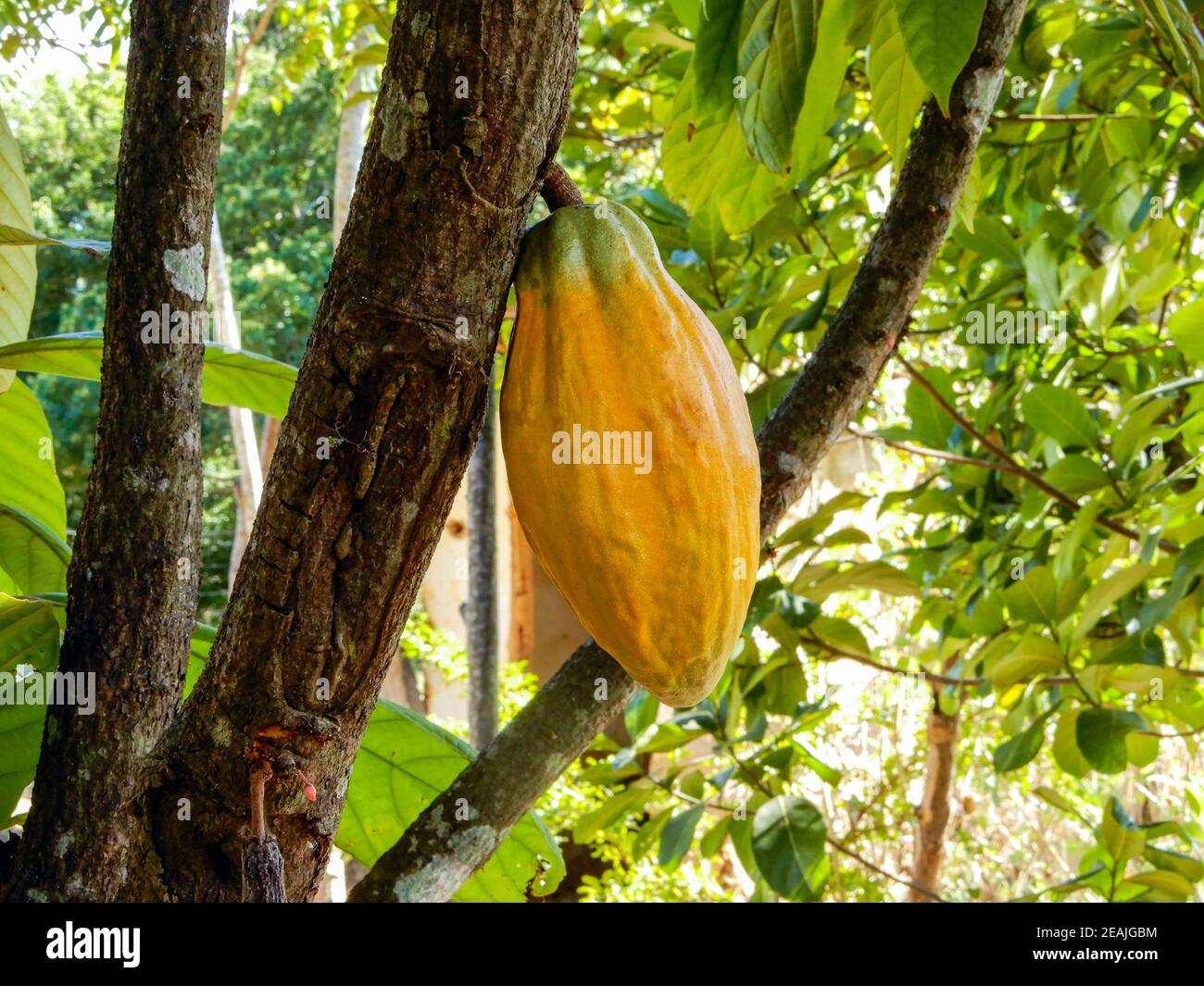 Cocoa plantation brazil hi-res stock photography and images - Alamy