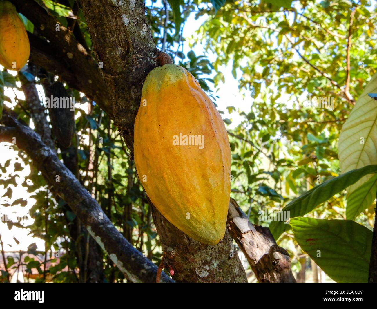 Cocoa fruit hanging on the tree Stock Photo - Alamy