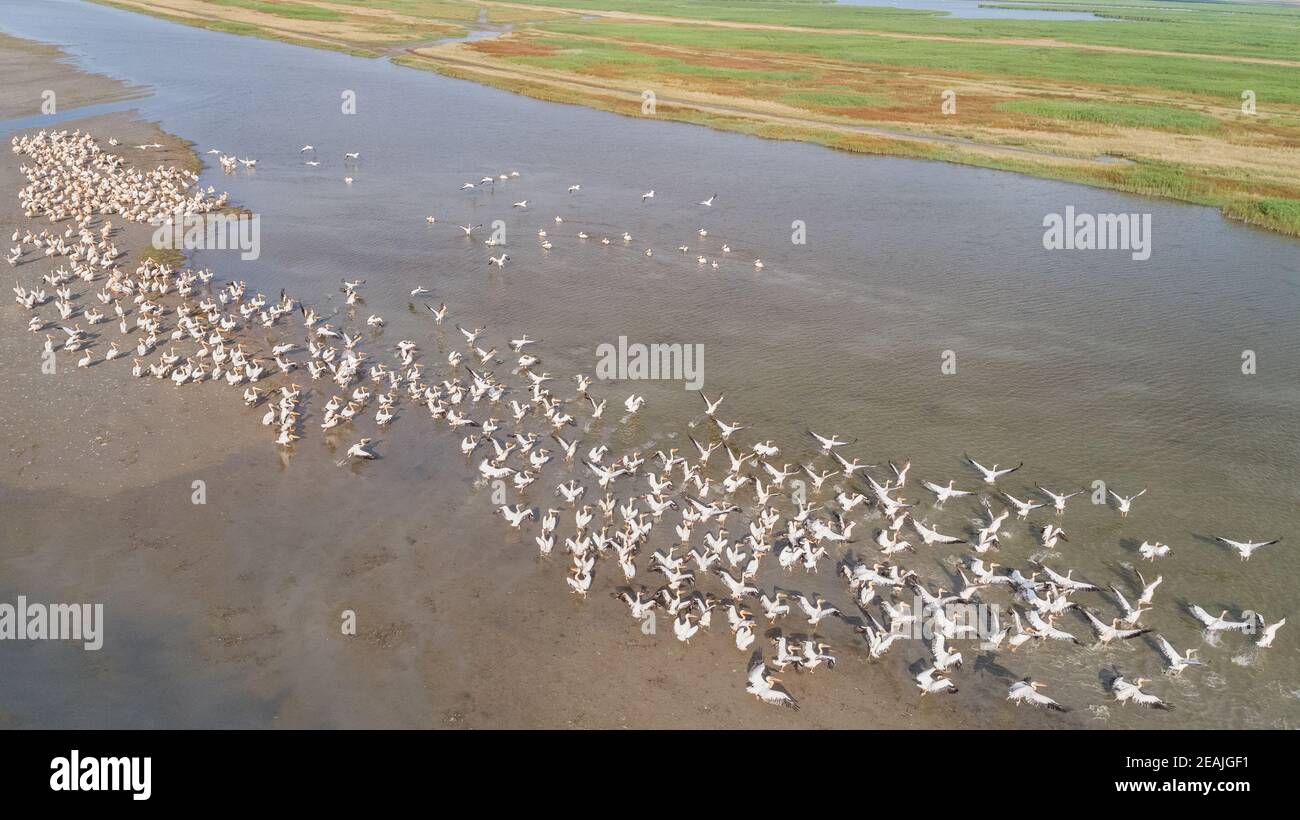 white pelicans in Danube Delta, Romania Stock Photo - Alamy