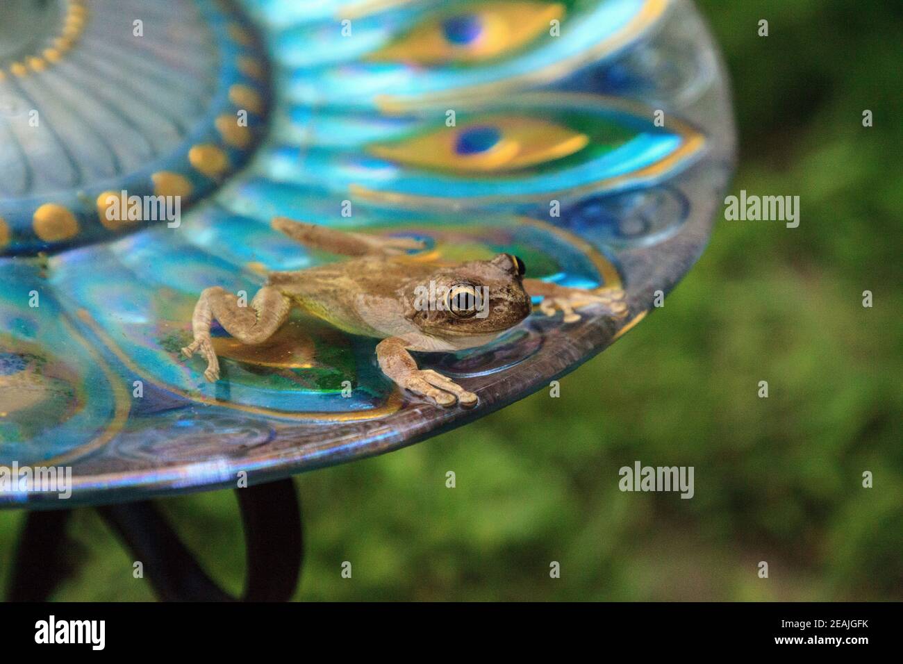 Peacock Frogs High Resolution Stock Photography and Images - Alamy