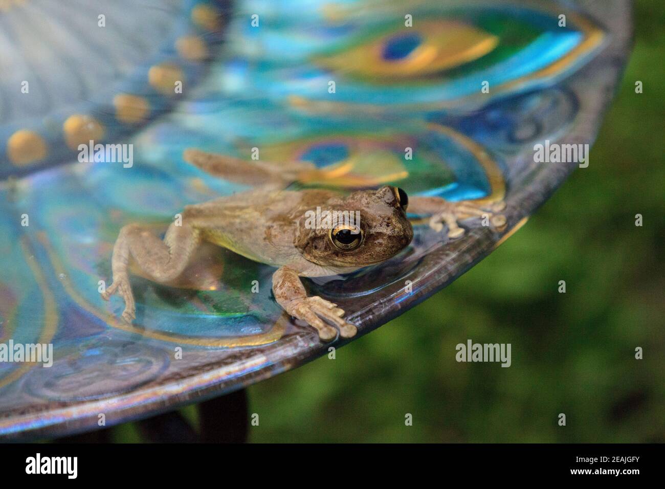 Peacock Frogs High Resolution Stock Photography and Images - Alamy