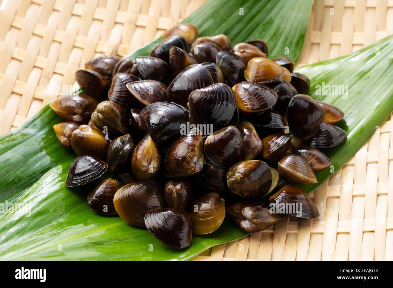 Freshwater clams hi-res stock photography and images - Alamy