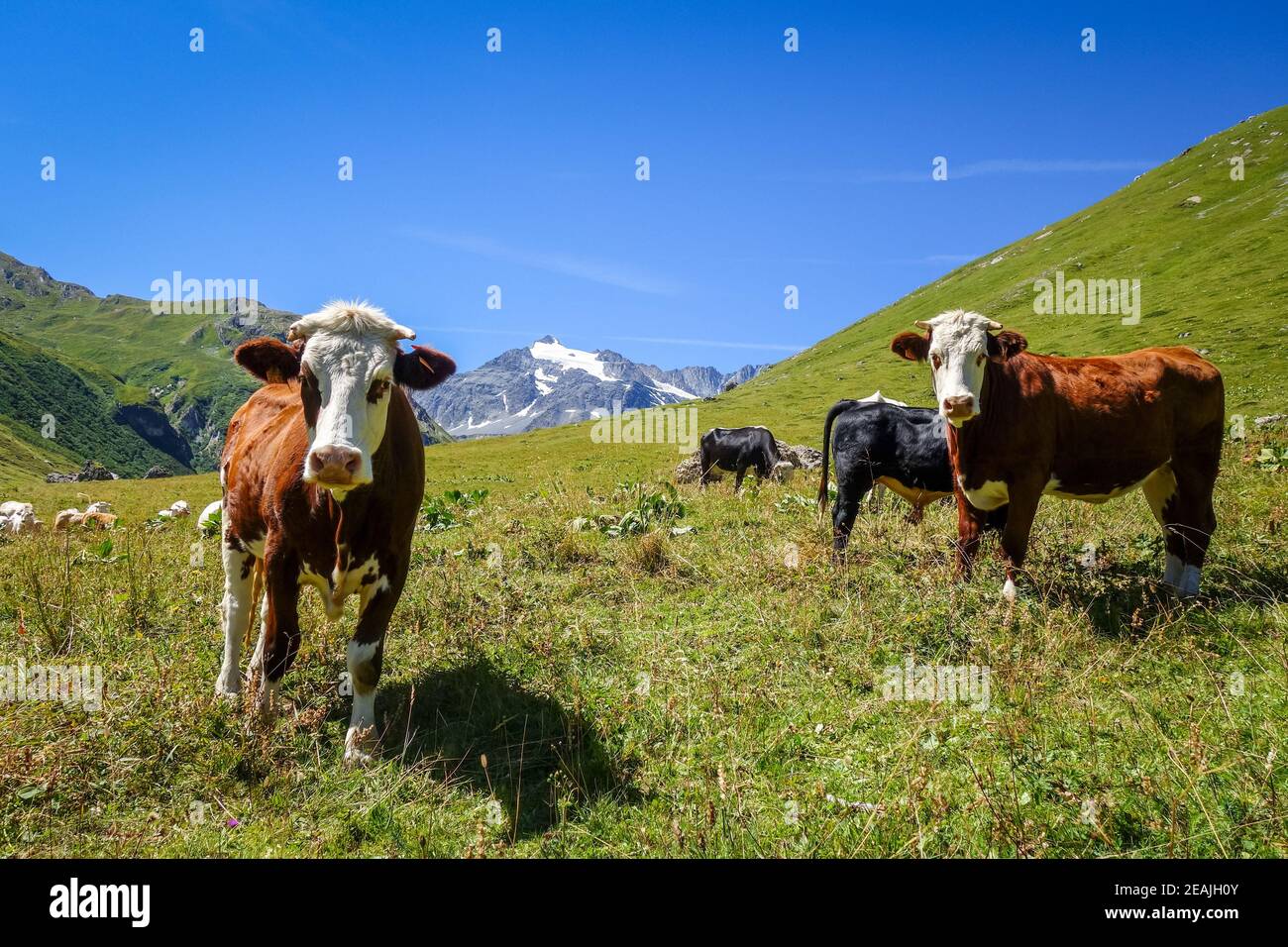 Tarentaise cattle hi-res stock photography and images - Alamy