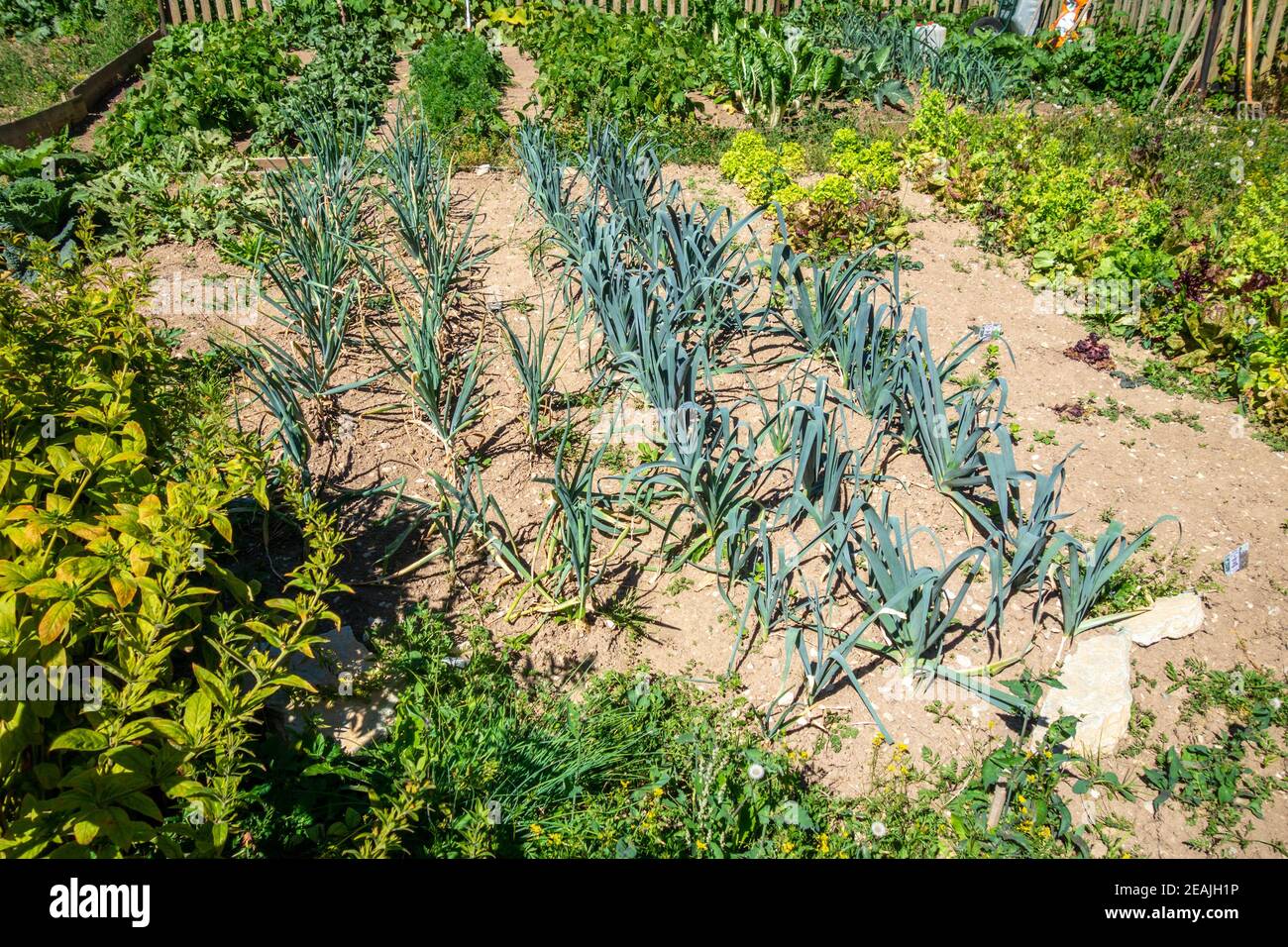Organic vegetable garden hi-res stock photography and images - Alamy