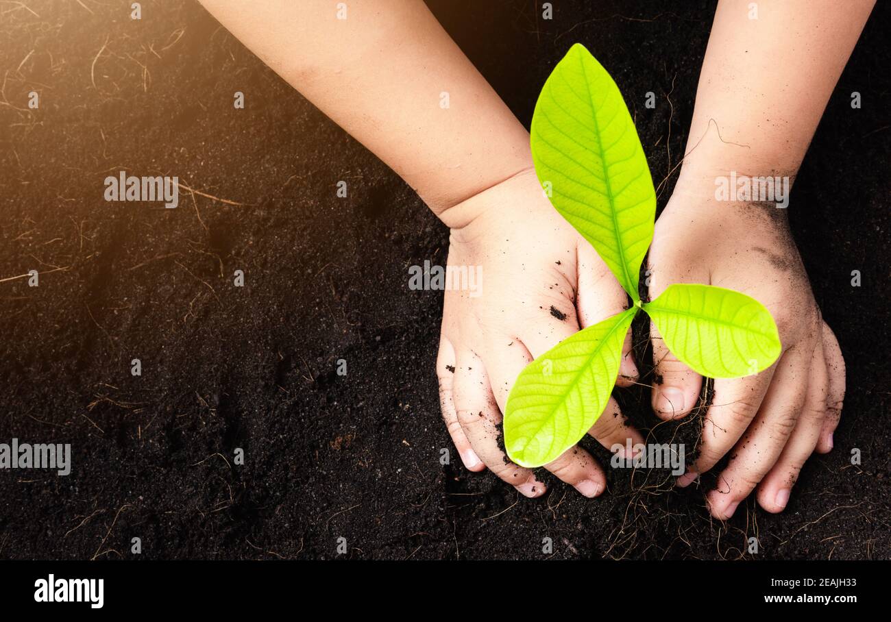 child hand planting young tree seedling on black soil Stock Photo - Alamy