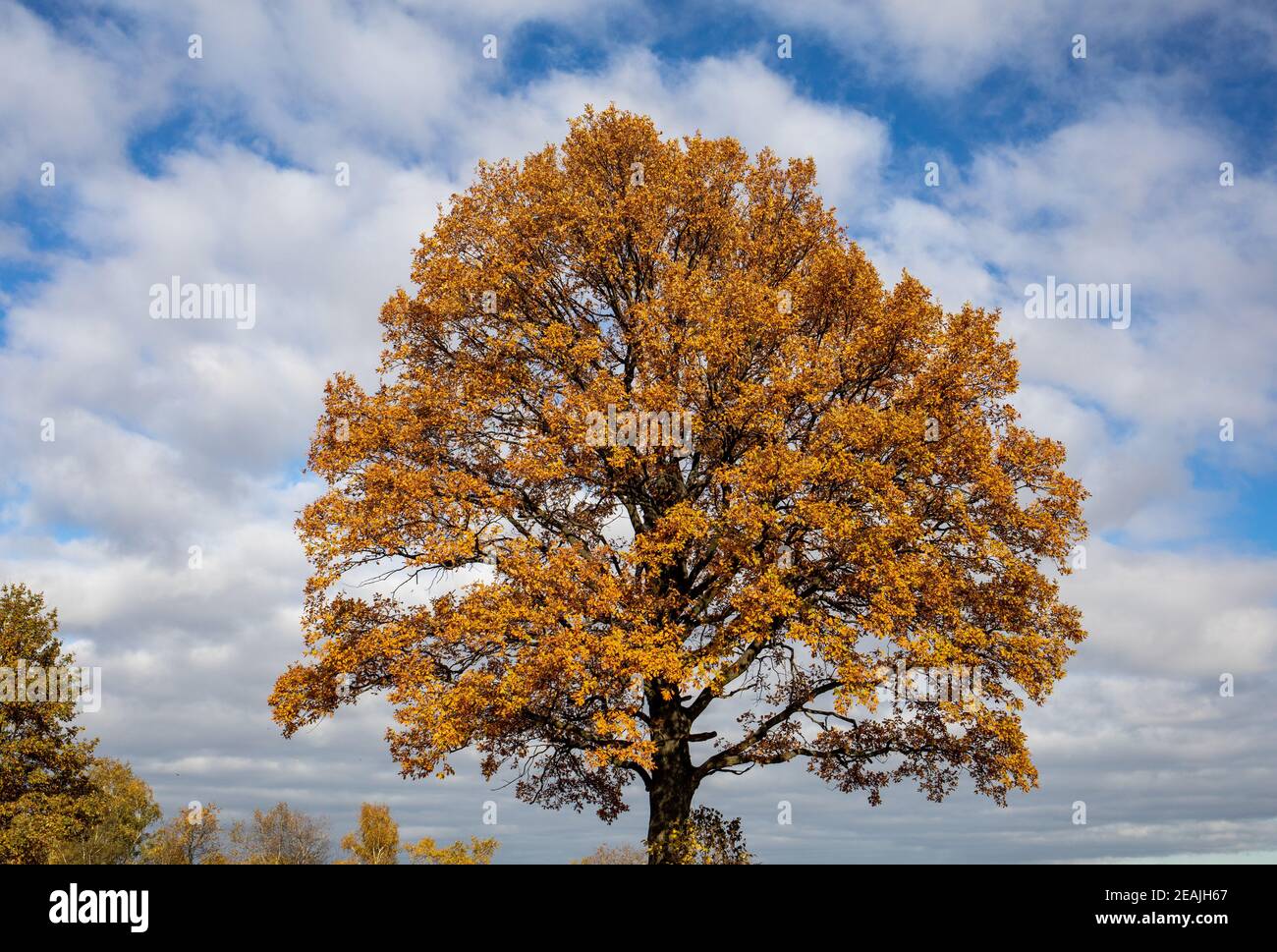 Blue oak bark with leaves hi-res stock photography and images - Alamy