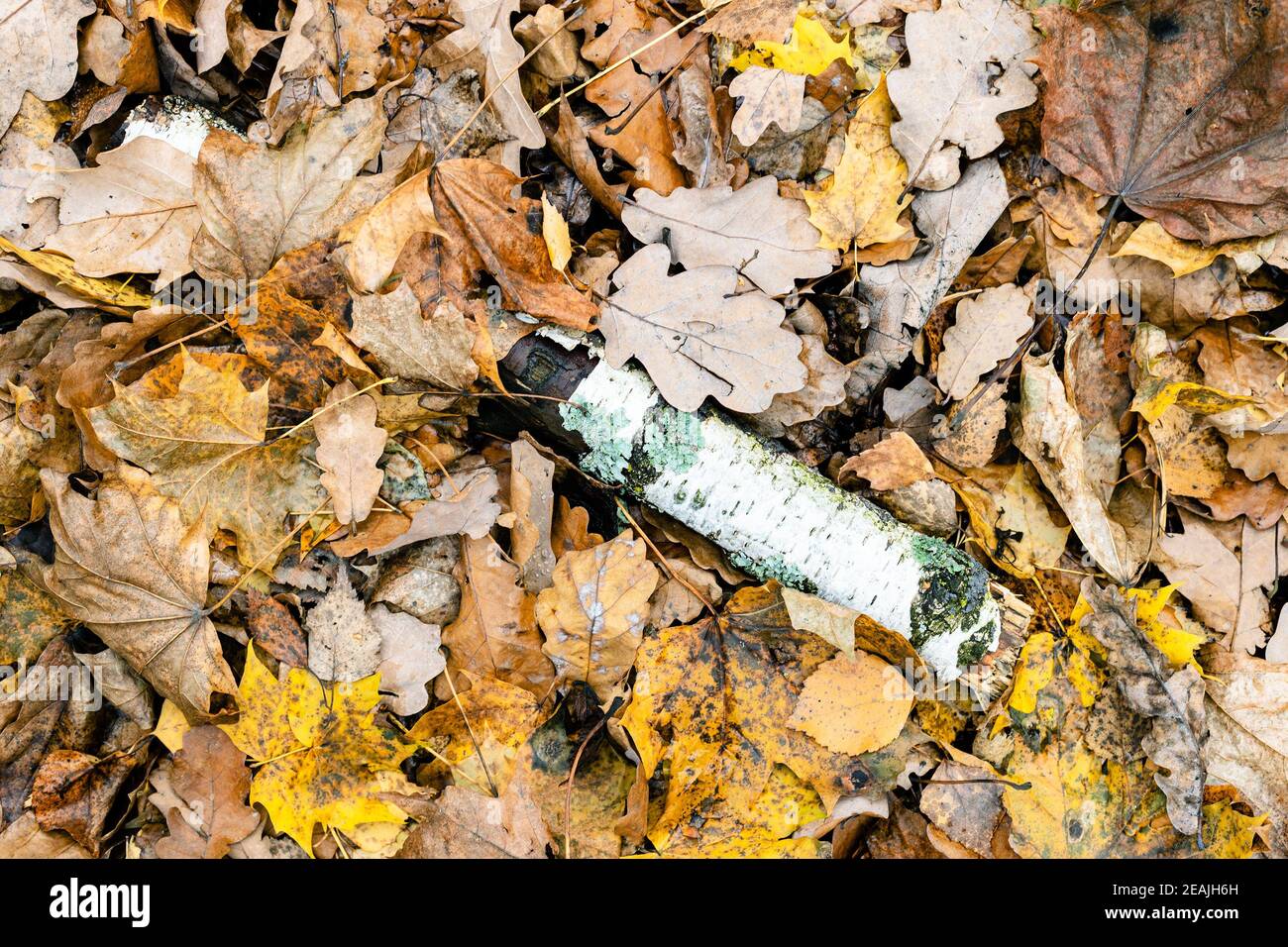 Broken Log High Resolution Stock Photography and Images - Alamy