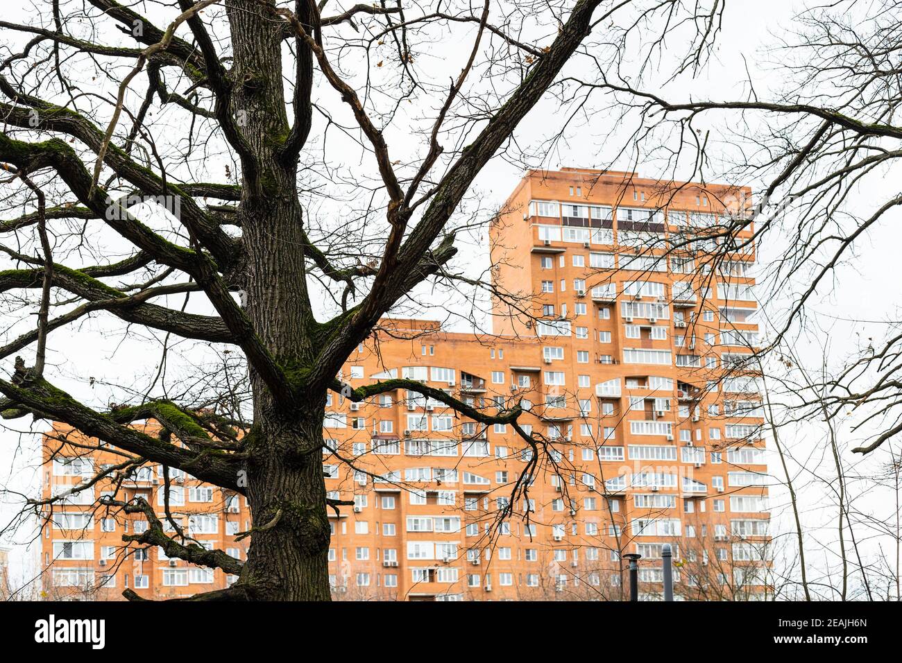 bare oak tree and orange high-rise apartment house Stock Photo - Alamy