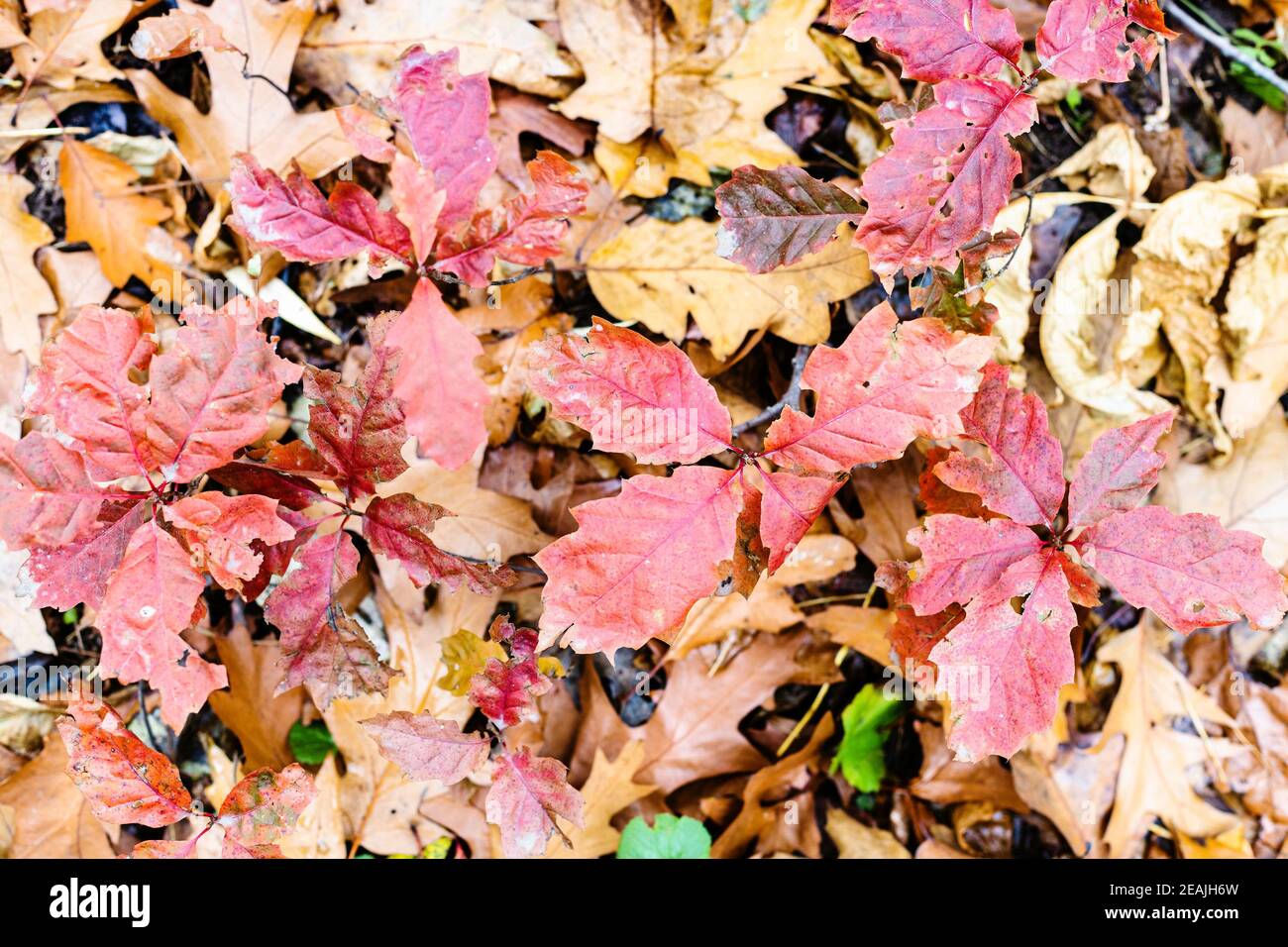 wild oak sprout with red leaves over fallen leaves Stock Photo - Alamy