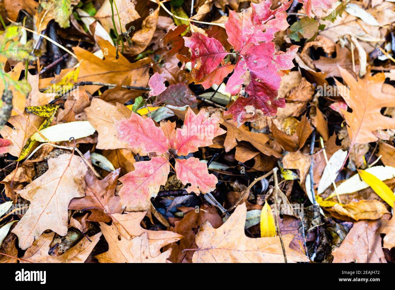red leaves of oak sprouts over fallen leaves Stock Photo - Alamy