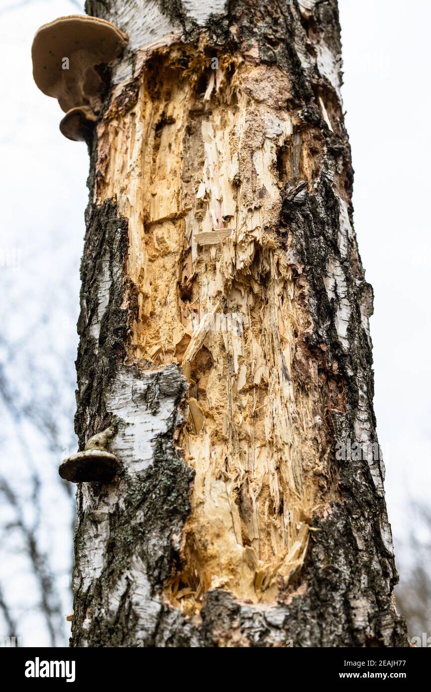 notches on trunk of old birch tree close up Stock Photo - Alamy