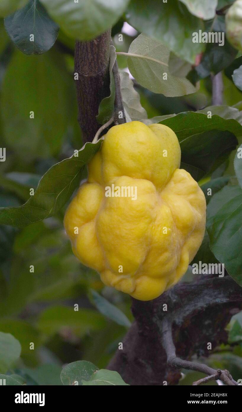 Ripe quince fruit Stock Photo - Alamy