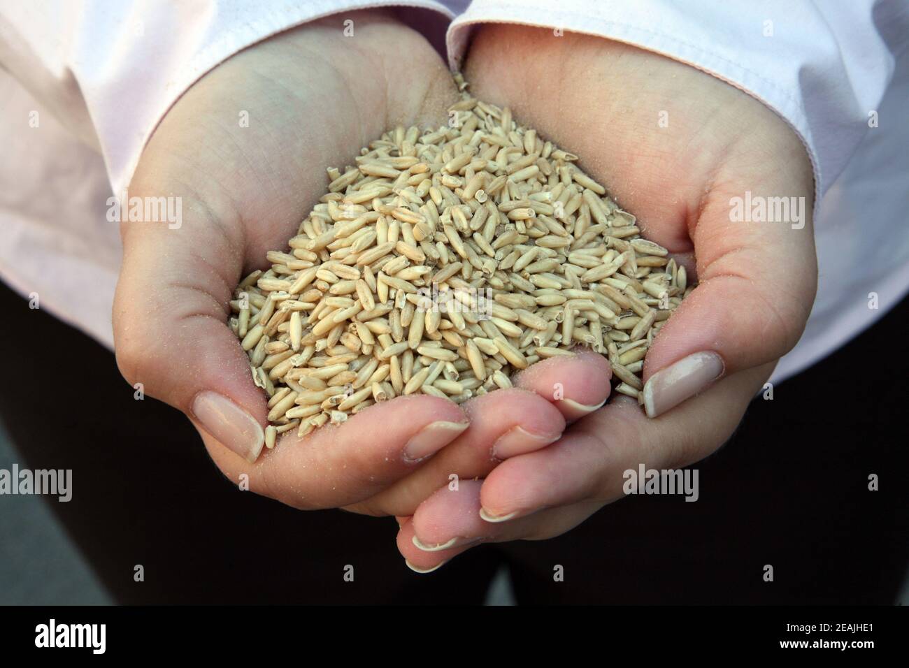 Wheat in woman's hand Stock Photo - Alamy