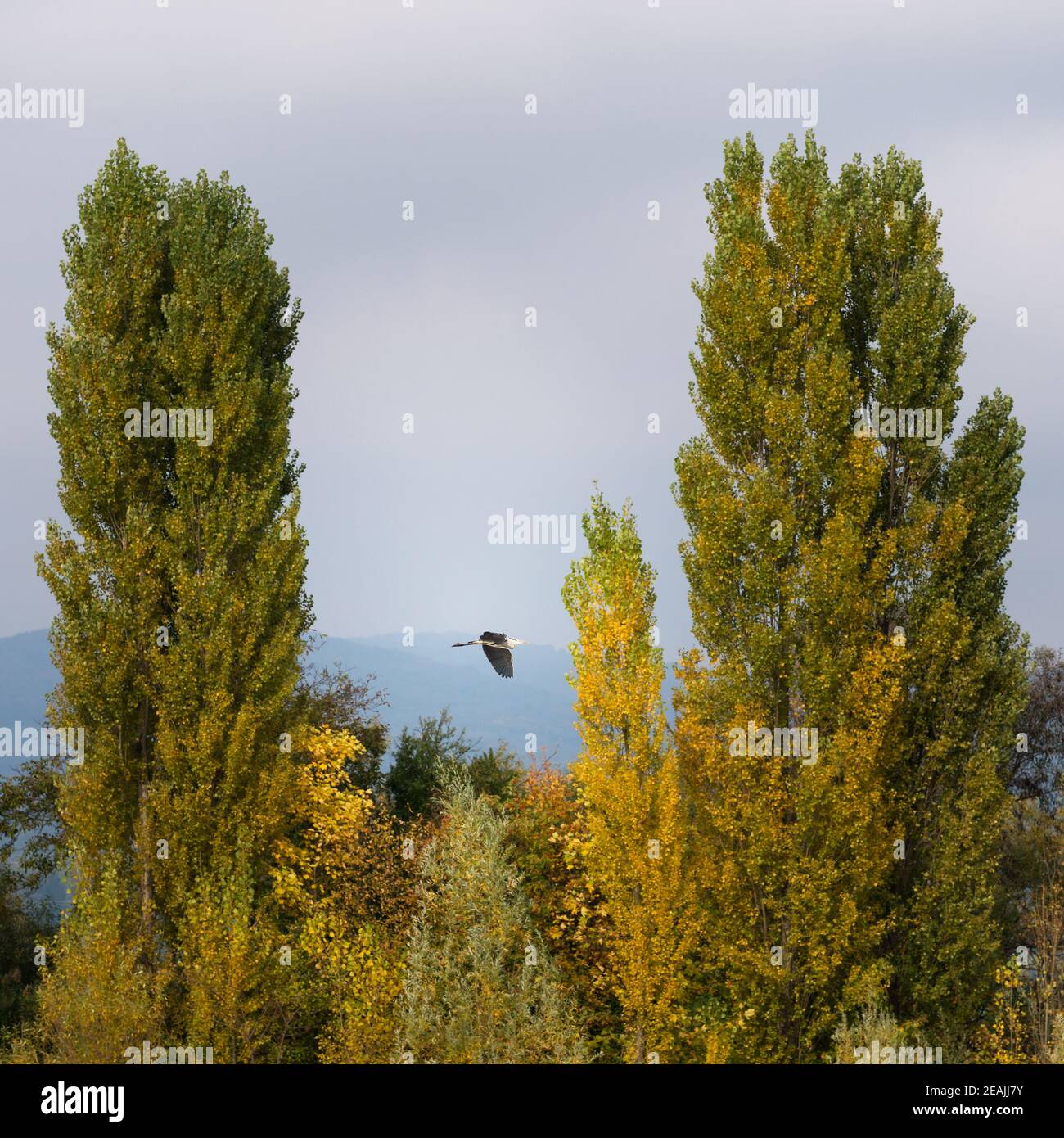 Flying Feet High Resolution Stock Photography and Images - Alamy