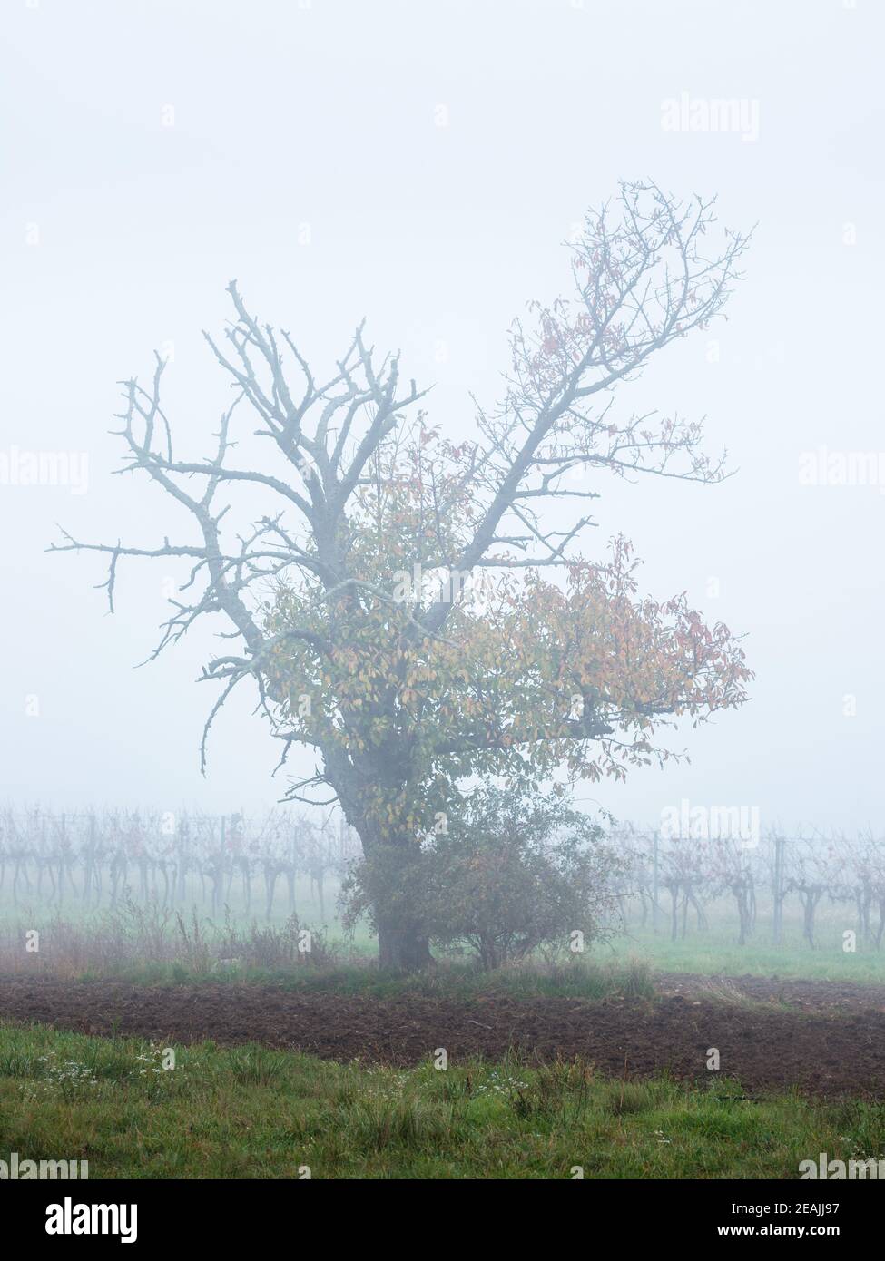 fog in november with trees Stock Photo - Alamy