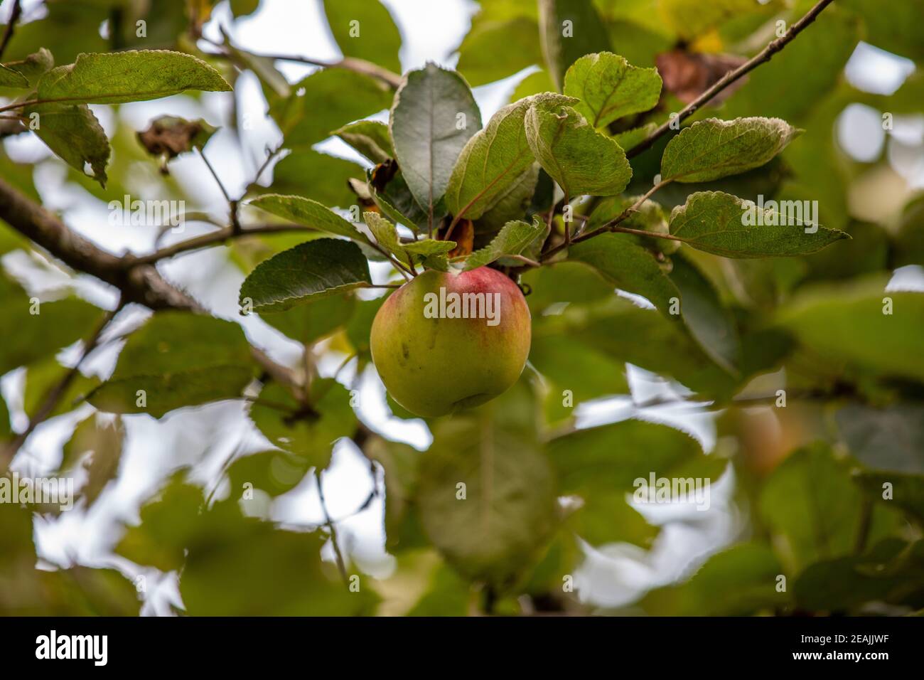Autumn apple tree leaves hi-res stock photography and images - Alamy