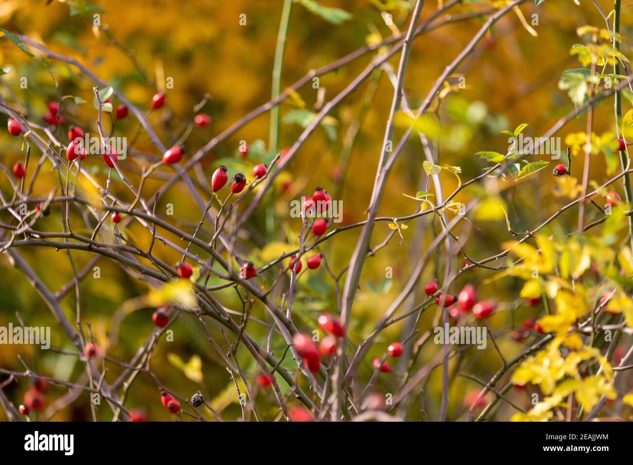 Ripe red rose hips hi-res stock photography and images - Alamy