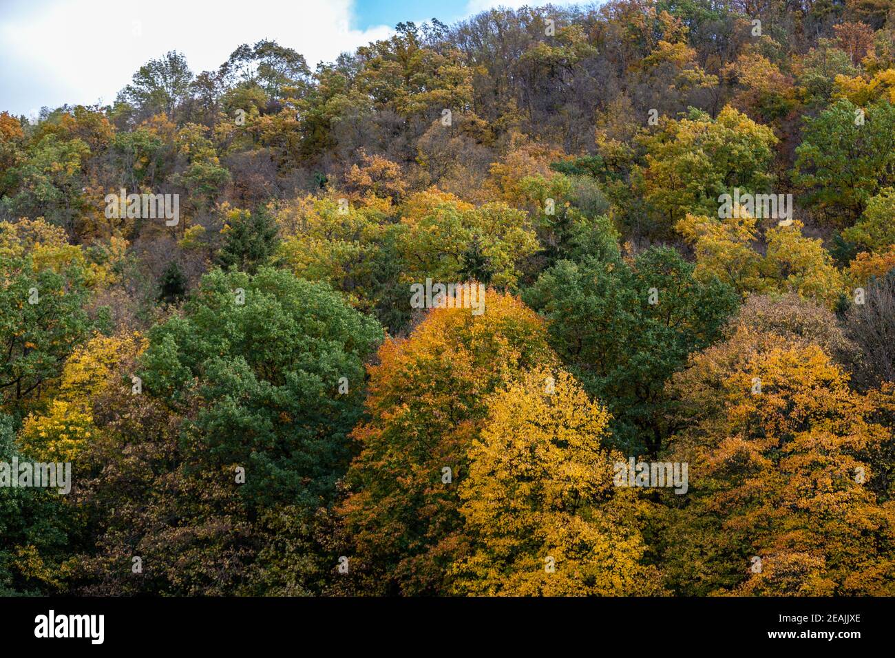 Different colors of autumn trees hi-res stock photography and images ...