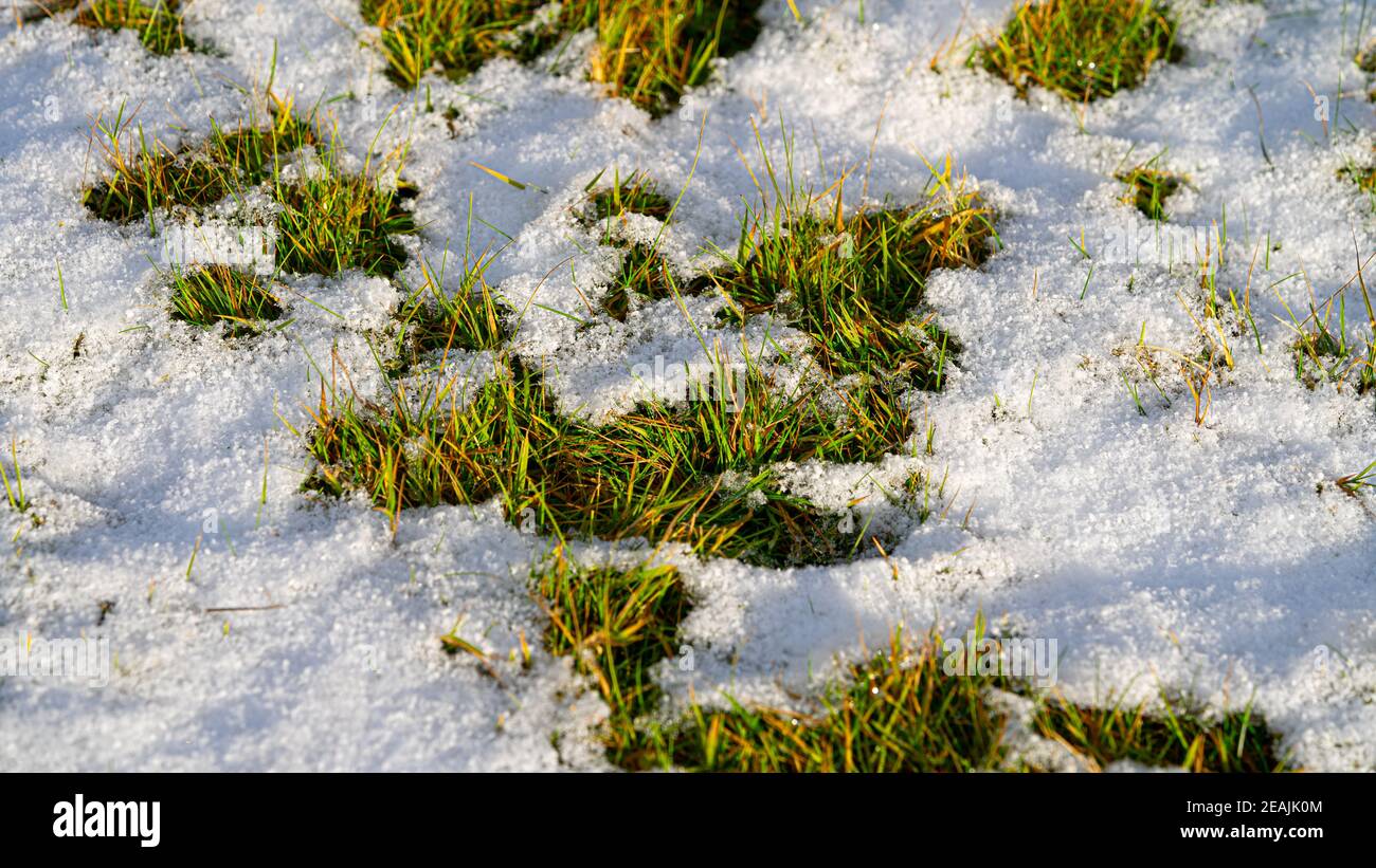 Green Grass Field with Morning melting Snow and Frost forming ice ...