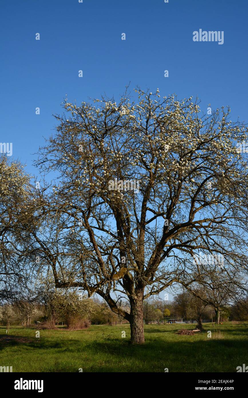 Rosaceous tree hi-res stock photography and images - Alamy