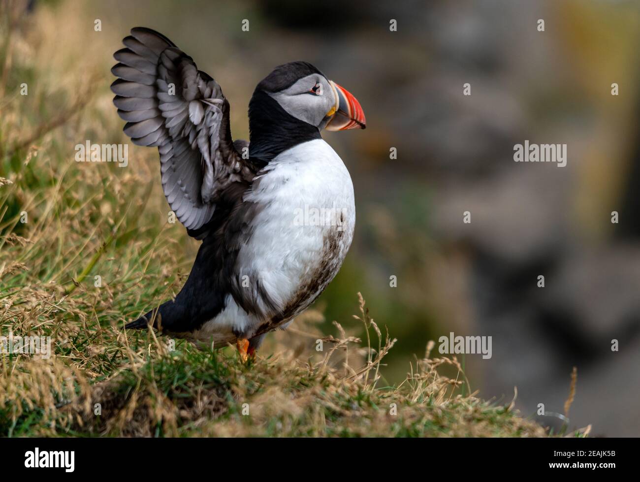 The Atlantic puffin, also known as the common puffin Stock Photo - Alamy
