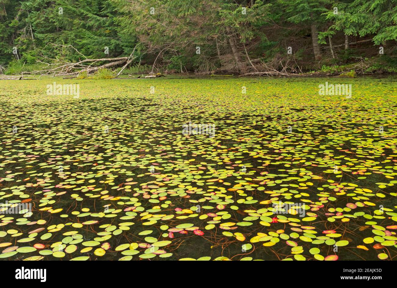 Water Shield Plants Covering the Lake Stock Photo - Alamy