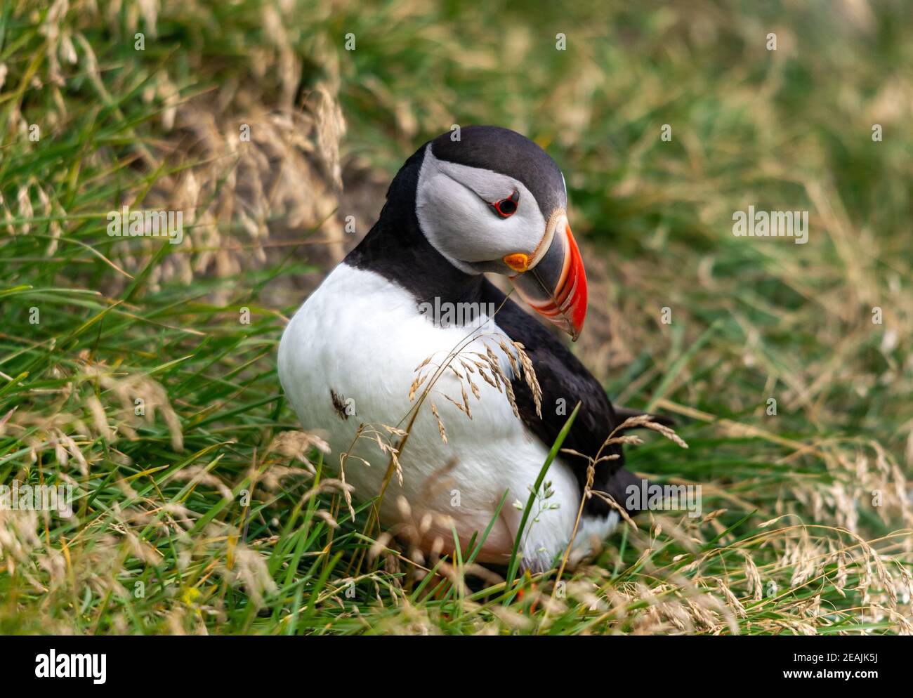 The Atlantic puffin, also known as the common puffin Stock Photo - Alamy