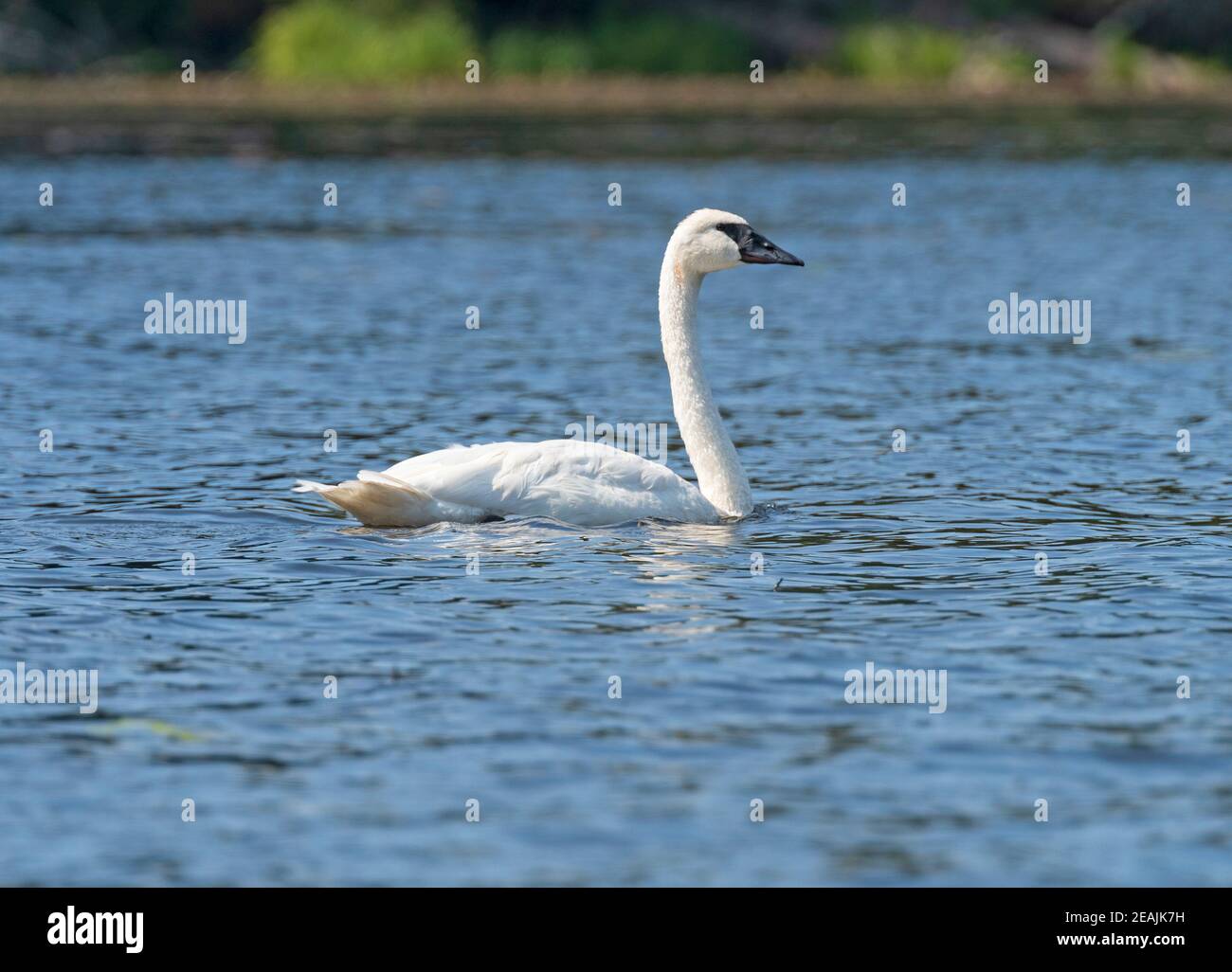 Michigan fauna hi-res stock photography and images - Alamy