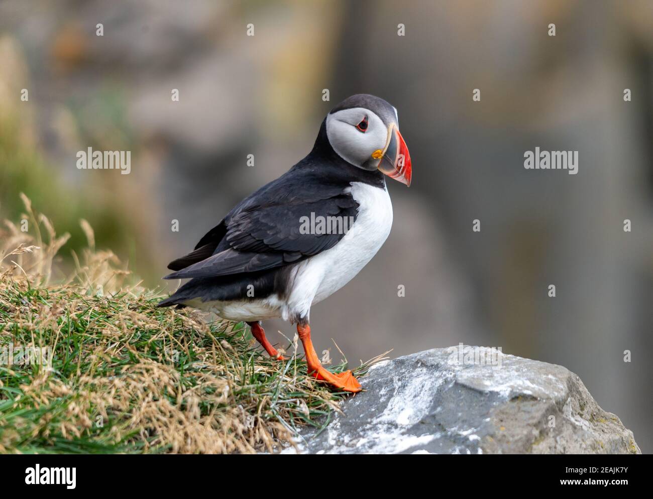 The Atlantic puffin, also known as the common puffin Stock Photo - Alamy