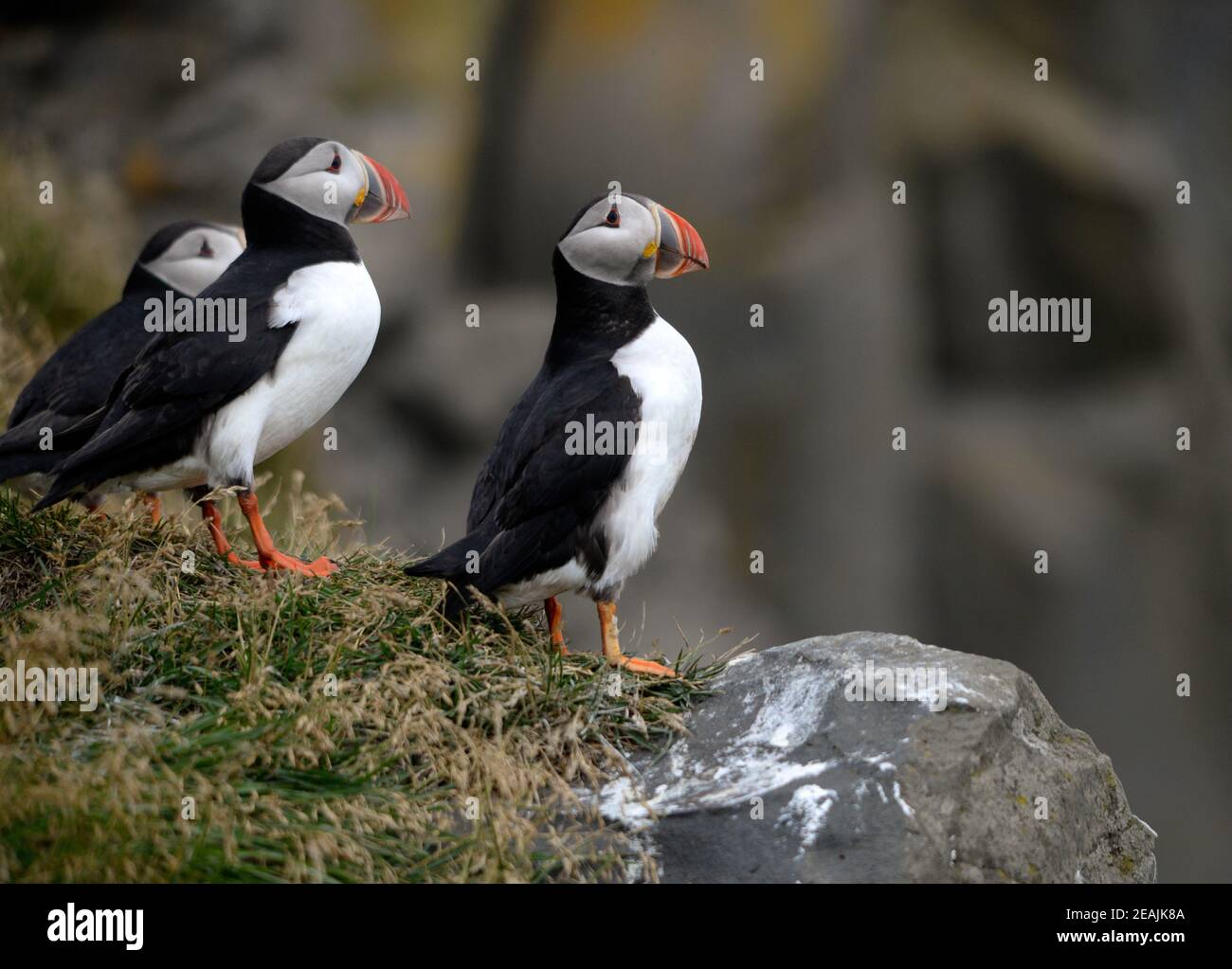 The Atlantic puffin, also known as the common puffin Stock Photo - Alamy