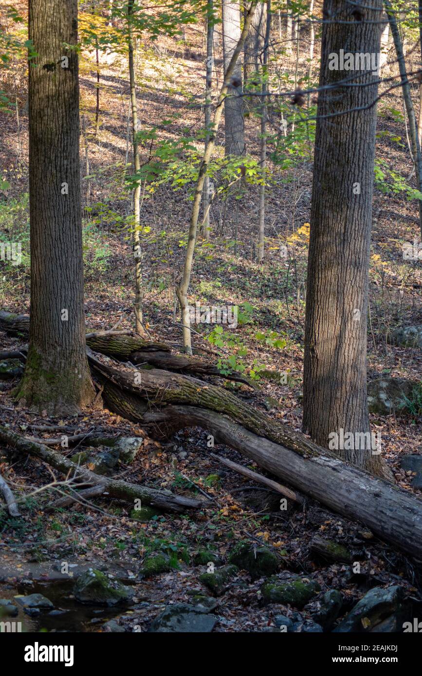 Fallen tree between two tall trunks of upright trees in the woods Stock ...