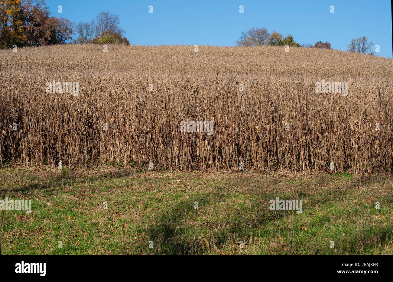 Idyllic agricultural landscape ripe corn field and green grass Stock ...