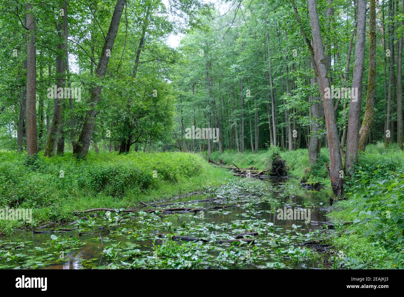 Riparian scenery small river hi-res stock photography and images - Alamy