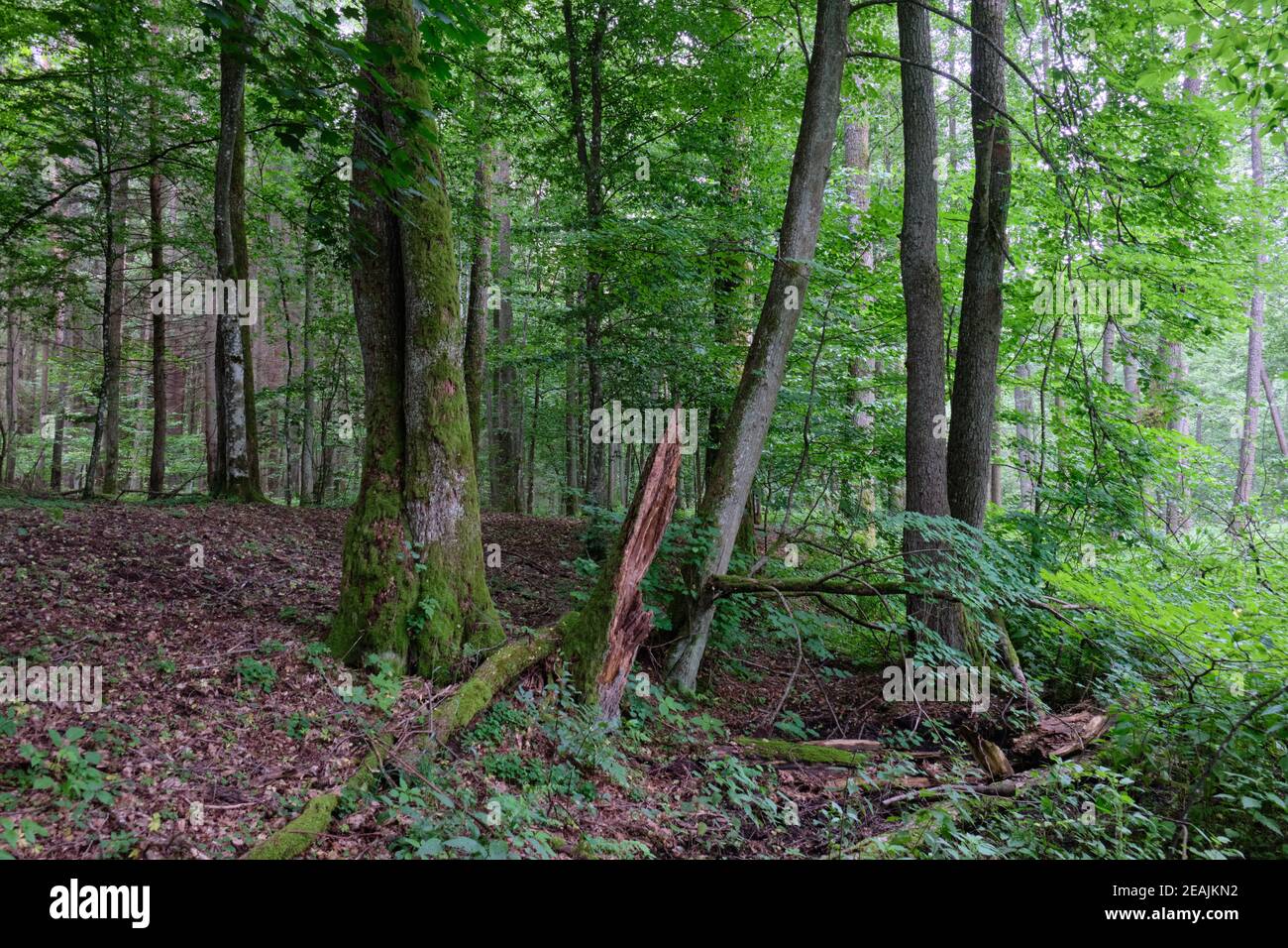 Old Black Alder(Alnus glutinosa) trees in summer forest Stock Photo - Alamy