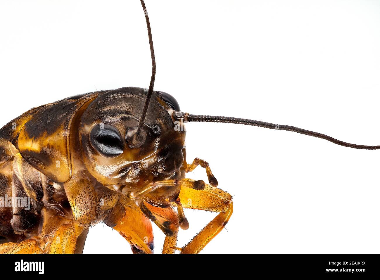 Mediterranean Field Cricket Stock Photo - Alamy