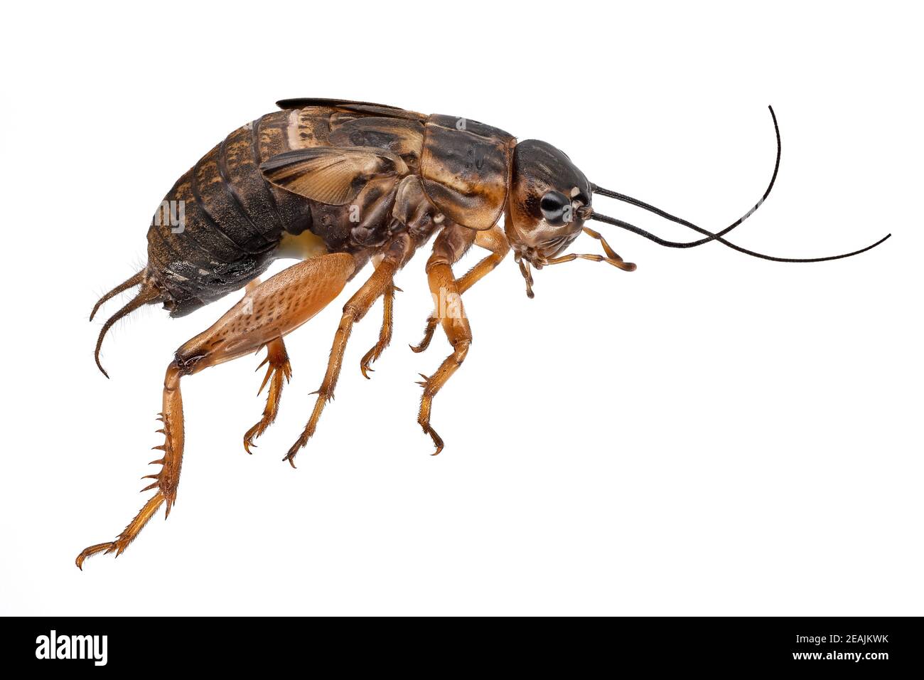 Mediterranean Field Cricket Stock Photo - Alamy