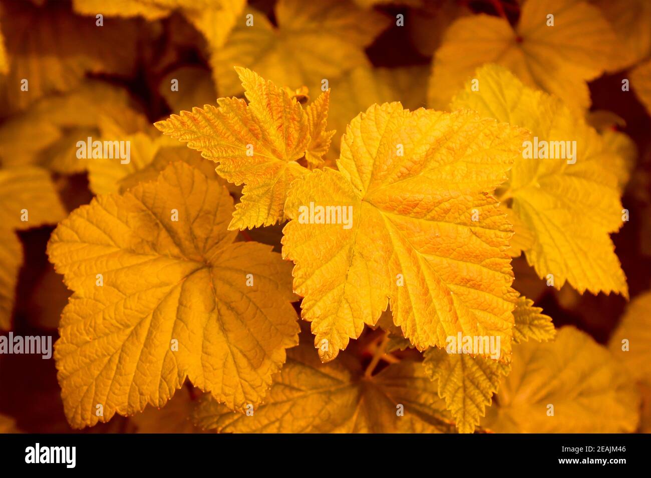 Gold, floral background Stock Photo - Alamy