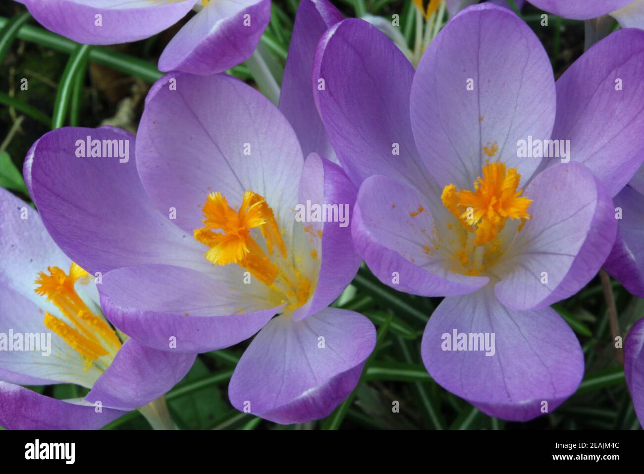 Purple crocus flowers Stock Photo - Alamy