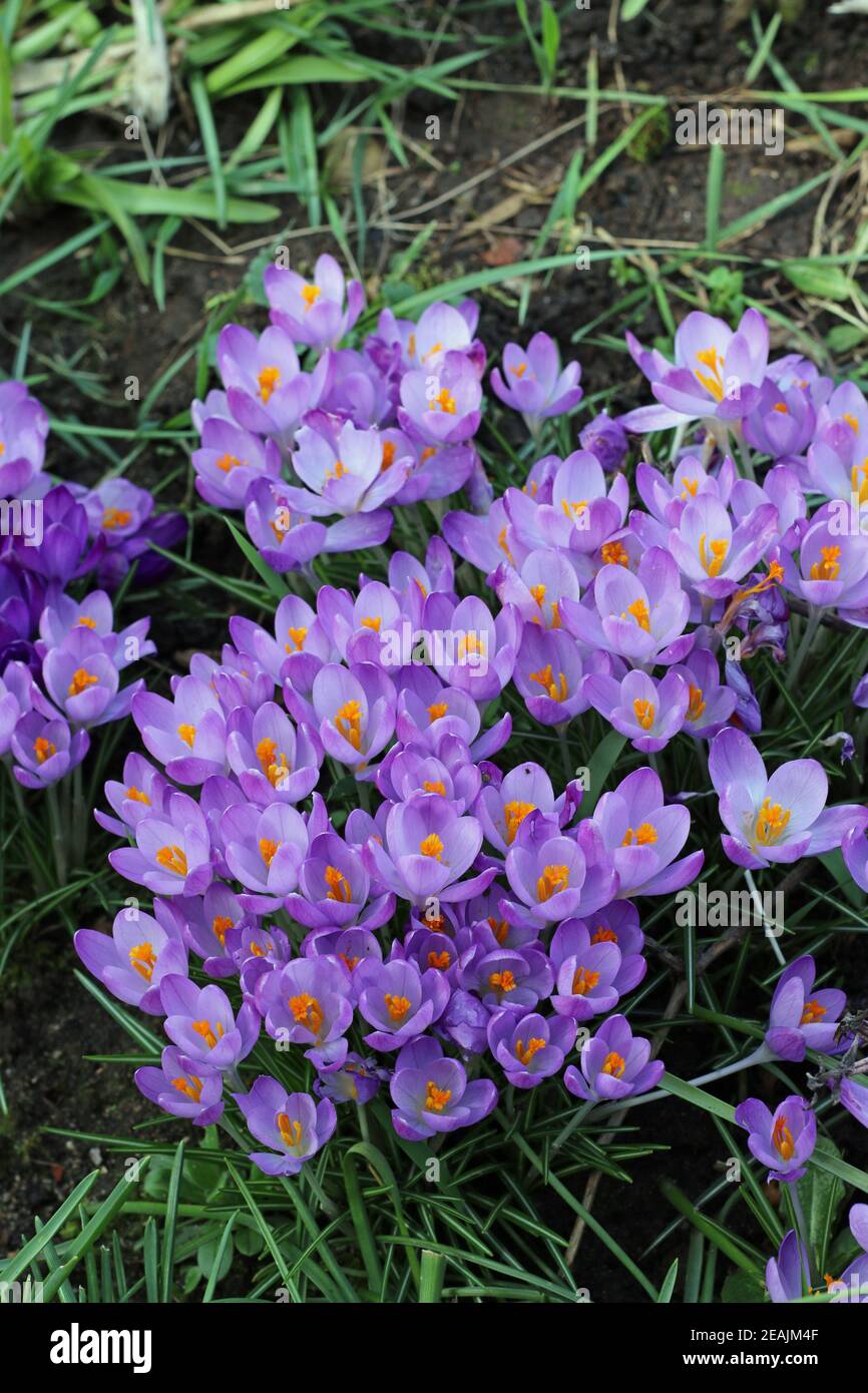 Purple crocus flowers Stock Photo - Alamy