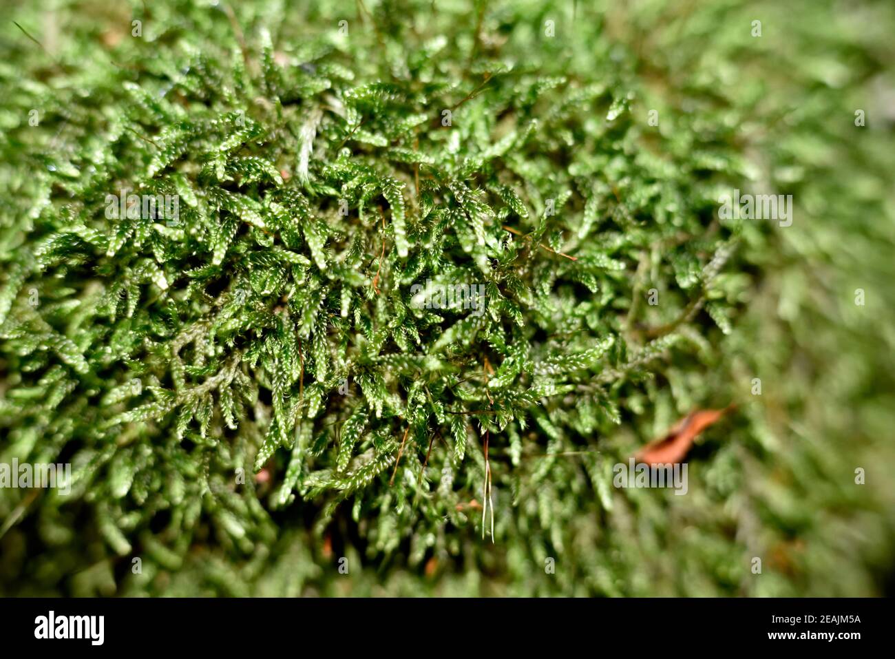 green moss in forest mulch enlarged Stock Photo - Alamy